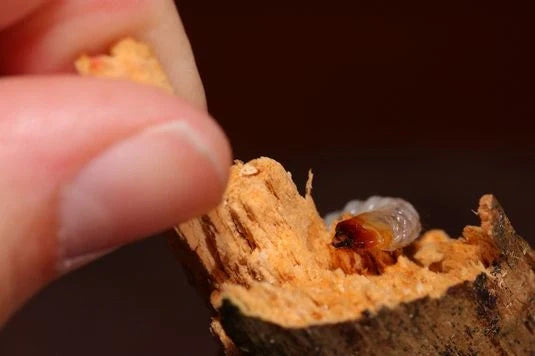 difference between termites and woodworm