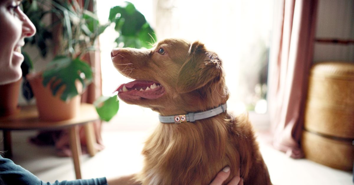 Como acabar com as pulgas em casa: Dicas Práticas