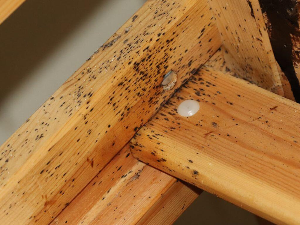 Infestação de bicho da madeira? Descobre o que fazer