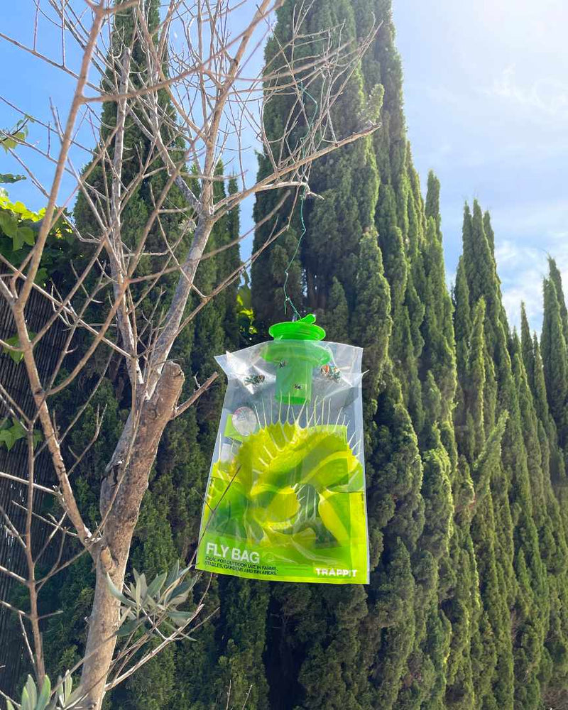 Os 15 melhores produtos para eliminar moscas em casa e no jardim